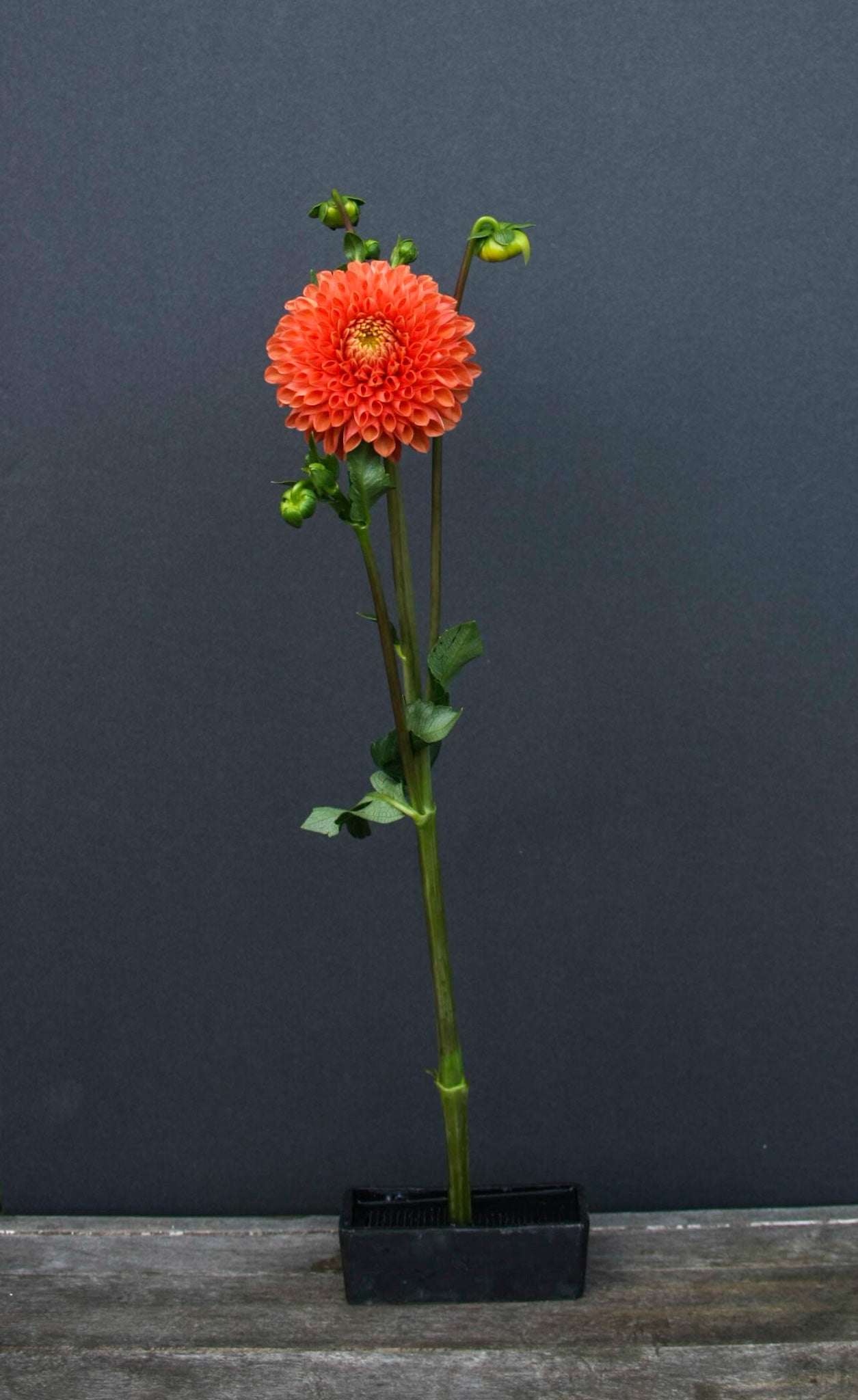 Shop – Terra Farms